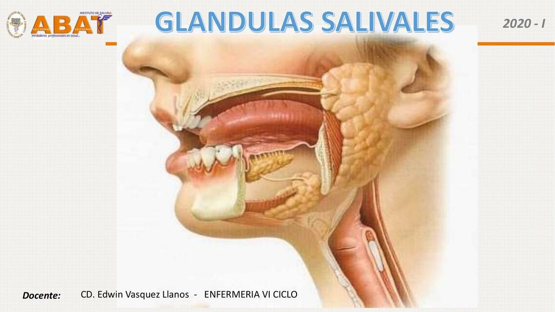Glándulas Salivales | Y. Esther Montoya | uDocz
