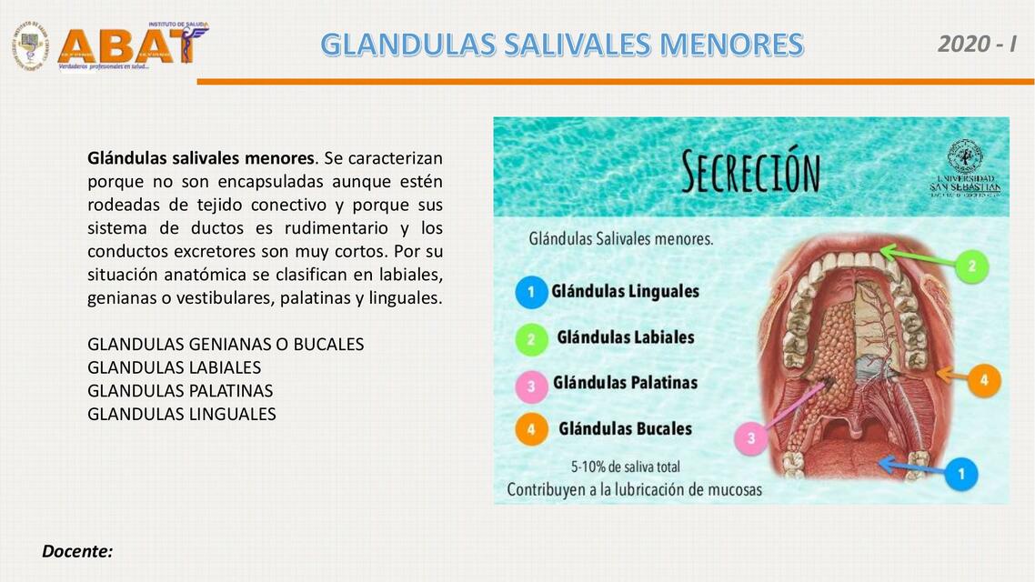 Glándulas Salivales | Y. Esther Montoya | uDocz