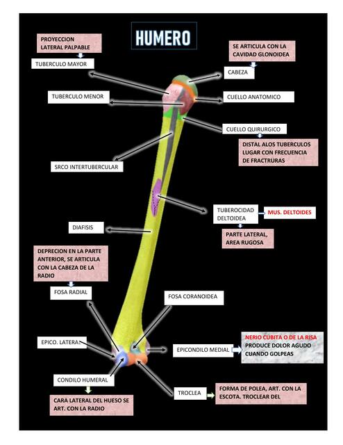 Húmero | Isabel Fernandez | uDocz