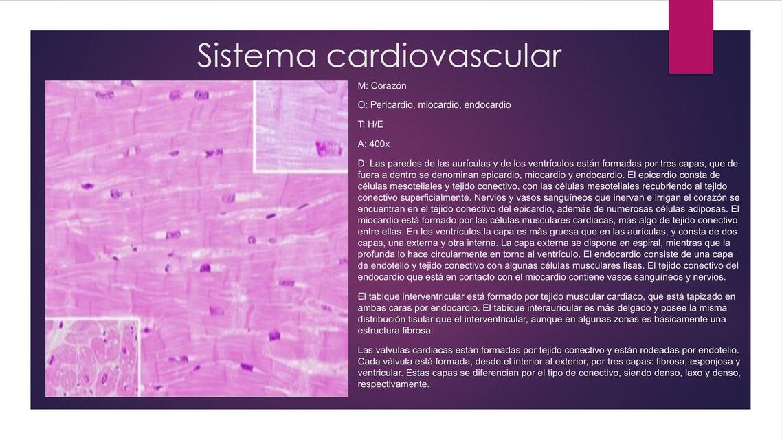 Resúmenes de Arterias Elásticas | Descarga apuntes de Arterias Elásticas