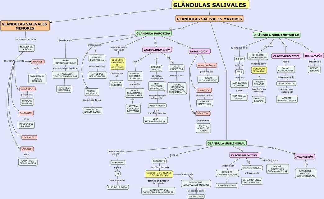 Glandulas Vestibulares Menores