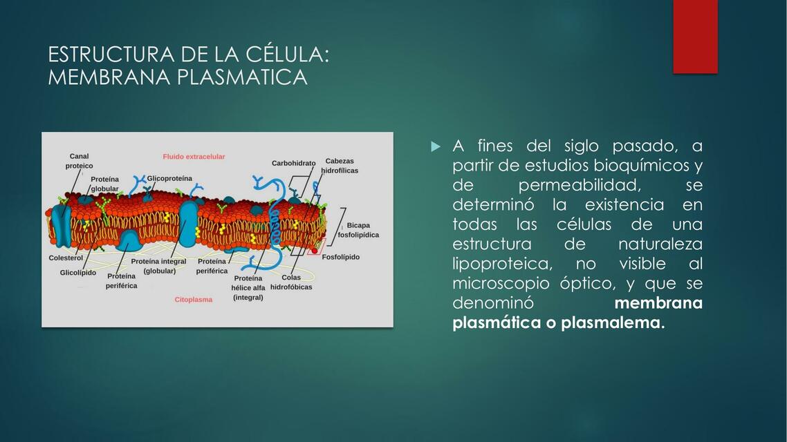 Estructura de la célula membrana plasmática | PENSAMIENTO ANATÓMICO | uDocz