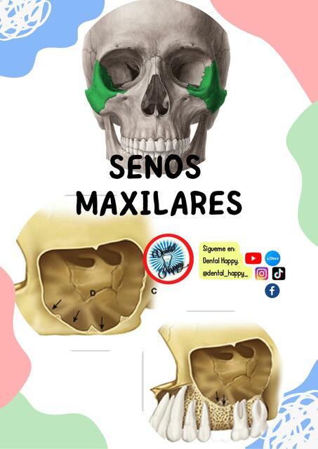 Senos maxilares | Alan Díaz | uDocz