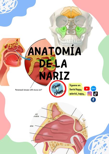 Anatomía de la nariz | Alan Díaz | uDocz