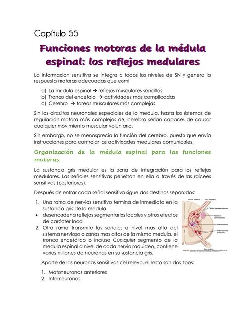 Funciones motoras de la médula espinal: los reflejos medulares | uDocz