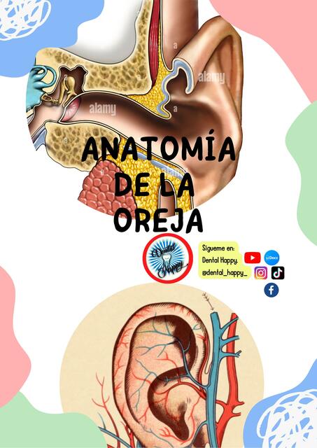 Anatomía de la oreja | Alan Díaz | uDocz