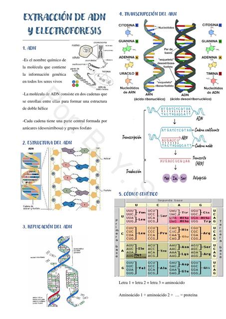 Extracción de ADN y Electroforesis | Briggitte Yamilé Suarez Esteban | uDocz