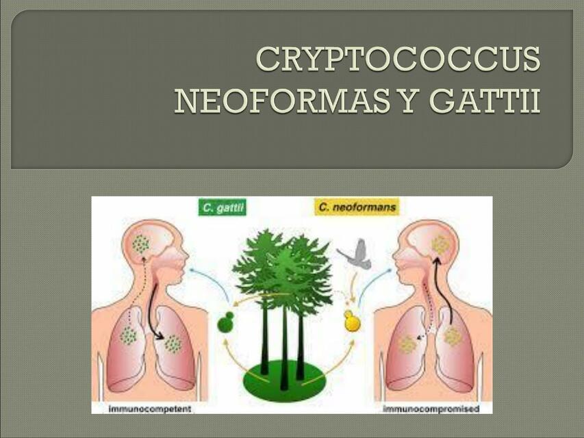 Cruptococuccus neoformans y gattii | CIENCIAS DE LA SALUD | uDocz