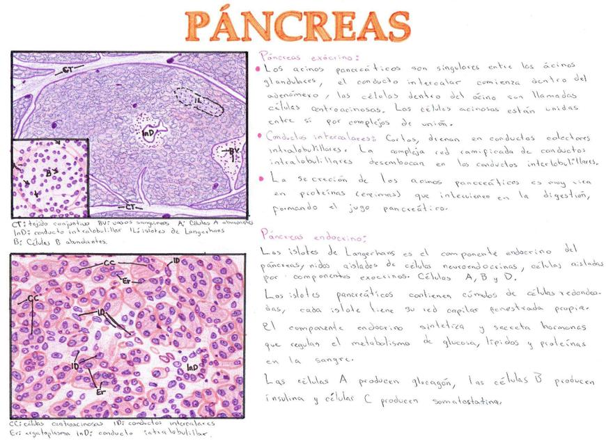 Páncreas | Sofia Jiménez | uDocz