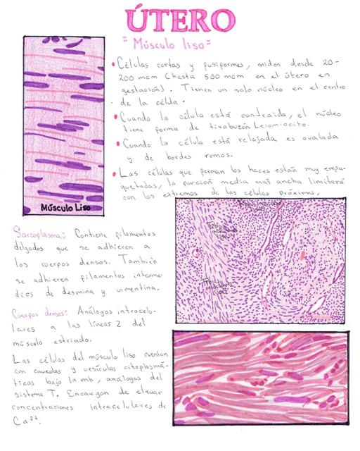 Celulas Histologicas Do Utero Uterus Histology Myometrium