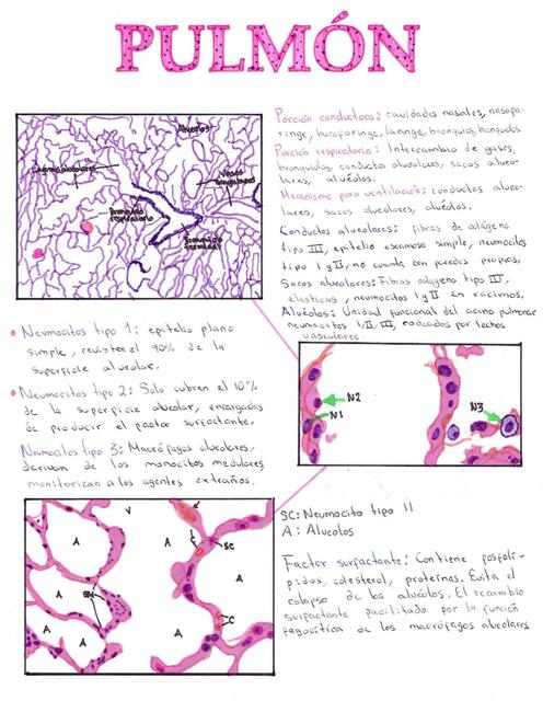 Pulmón | Sofia Jiménez | uDocz