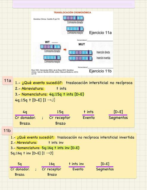 Translocación cromosómica | Sofia Jiménez | uDocz