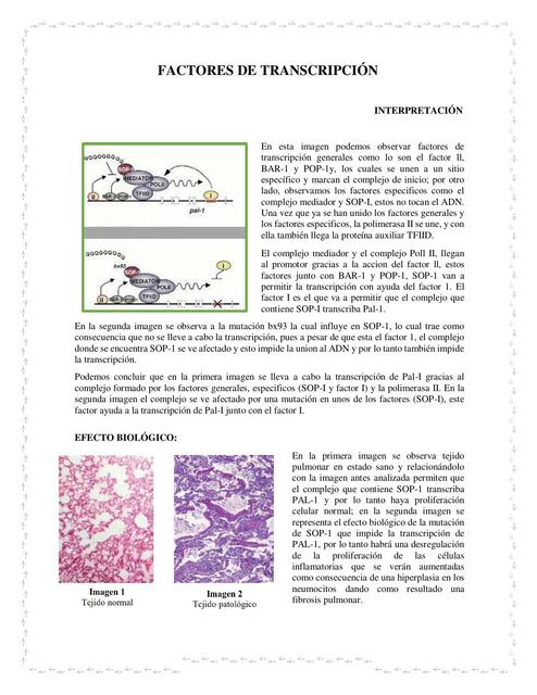 Factores de transcripción | Sofia Jiménez | uDocz