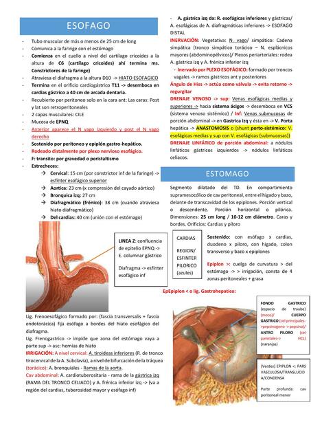 Esofago | ad_astra_med | uDocz