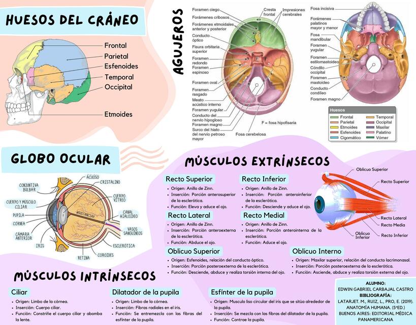 Neurocráneo | EDWIN GABRIEL CARBAJAL CASTRO | uDocz