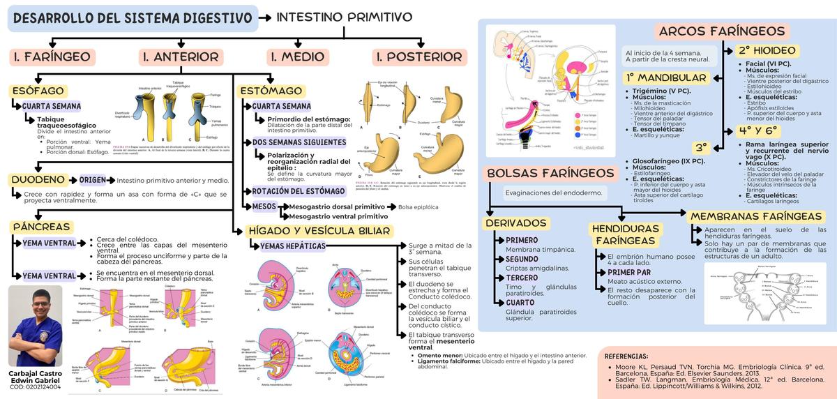 Desarrollo del Sistema Digestivo | EDWIN GABRIEL CARBAJAL CASTRO | uDocz