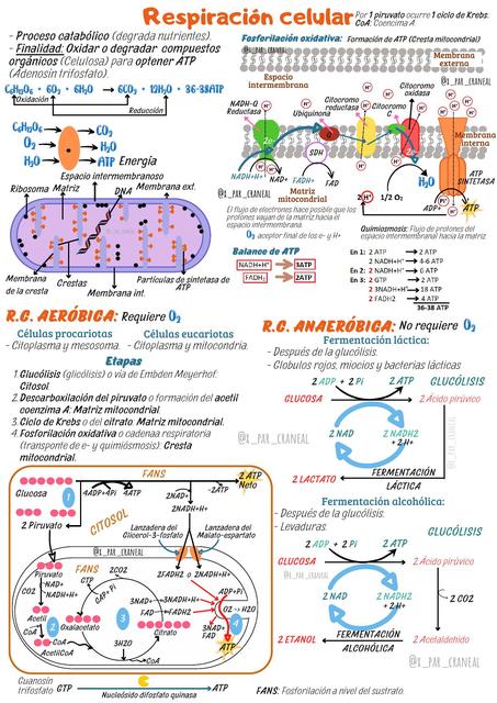 BIOLOGÍA respiración celular | uDocz