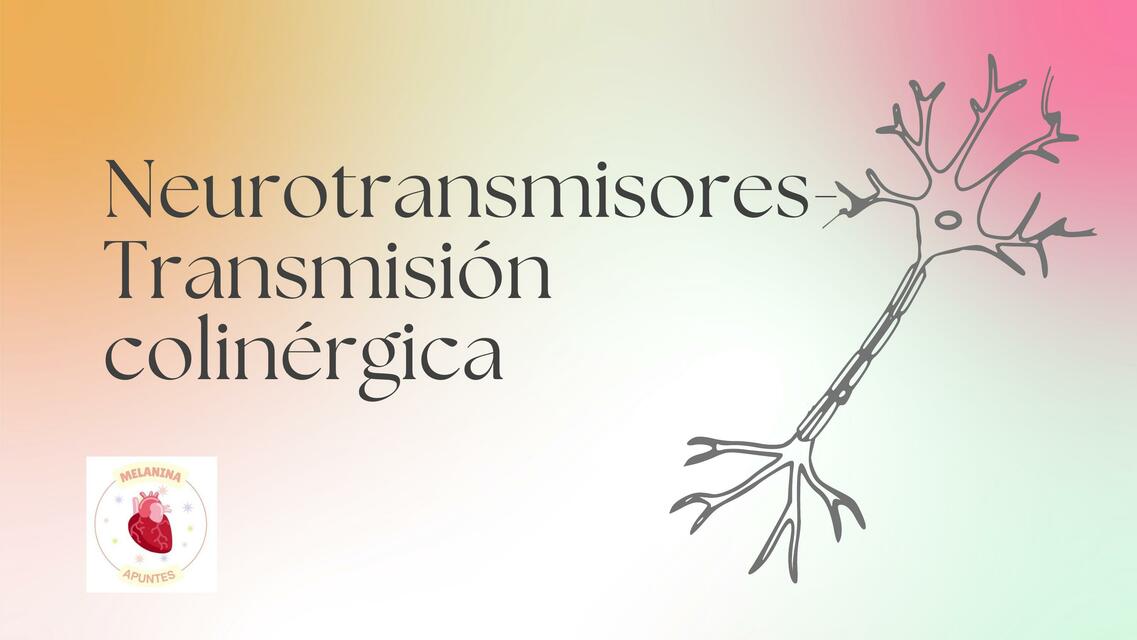 Neurotransmisores - Transmisión Colinérgica | Melaninapuntes | uDocz