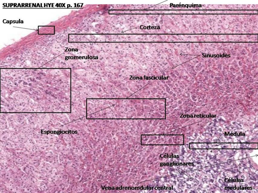 Laminillas Histológicas Endocrino | R. M. Aztec | uDocz