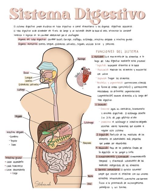 Sistema Digestivo | Studiescah | uDocz