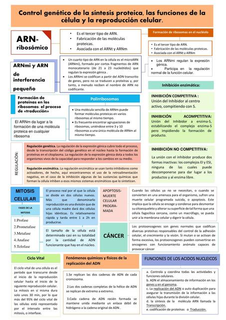 Control Genético de la Síntesis Proteica | Janeth Lucas | uDocz