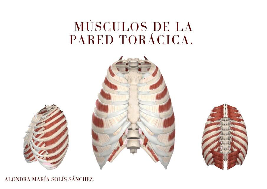 Músculos de la Pared Torácica