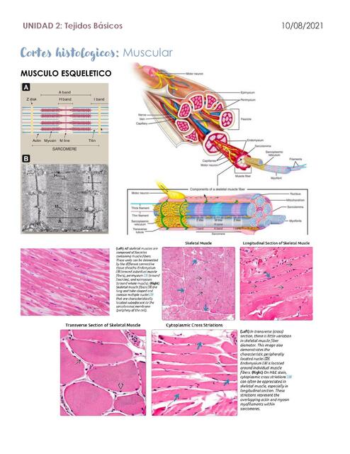 Cortes Histológicos: Muscular | Leticia González | uDocz