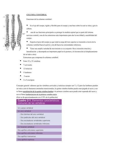 Columna Vertebral | mariana ferreira | uDocz