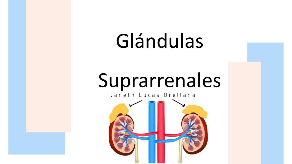 Glándulas Suprarrenales | Janeth Lucas | uDocz