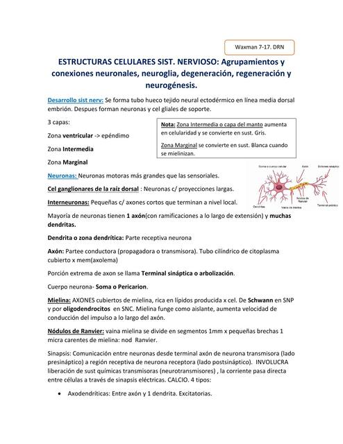 Estructuras Celulares del Sistema Nervioso | Dia Ruiz | uDocz