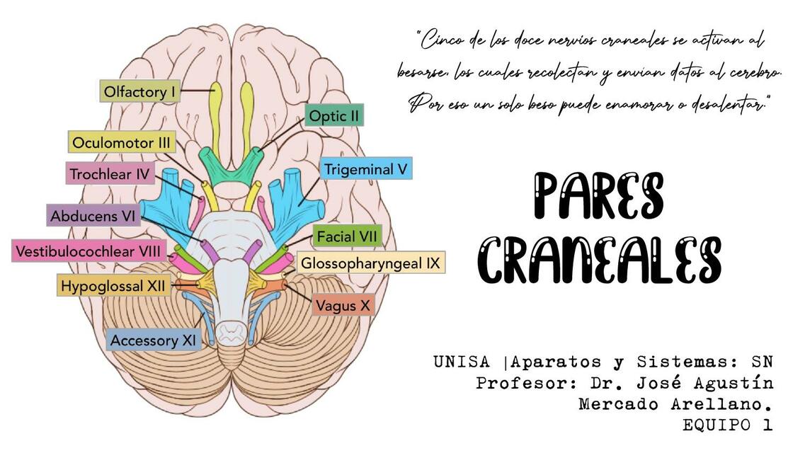 Flashcards de Pares Craneales | Por Kenzo L. Morales Librado | uDocz