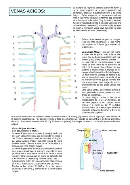 Resúmenes de Vena ácigos | Descarga apuntes de Vena ácigos