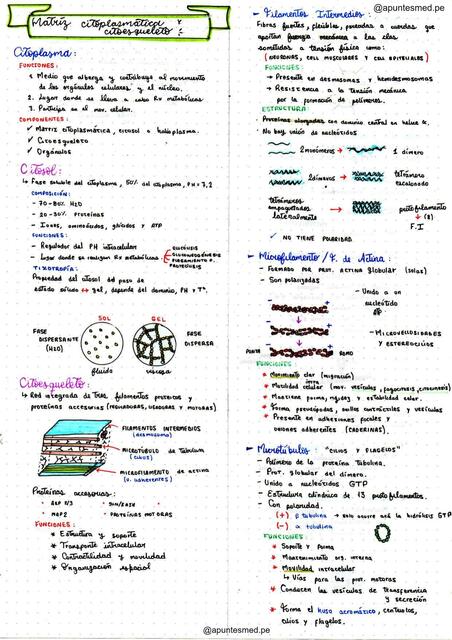 S7 Matriz citoplasmática y citoesqueleto | Madeleine Floresh | uDocz
