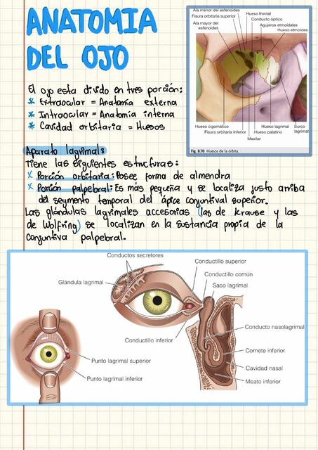 Anatomía del ojo | Valentina Lopez | uDocz