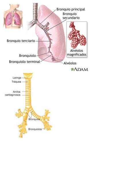 Bronquios y Pulmón | SHARMELY STEFFANY VARGAS BACA | uDocz