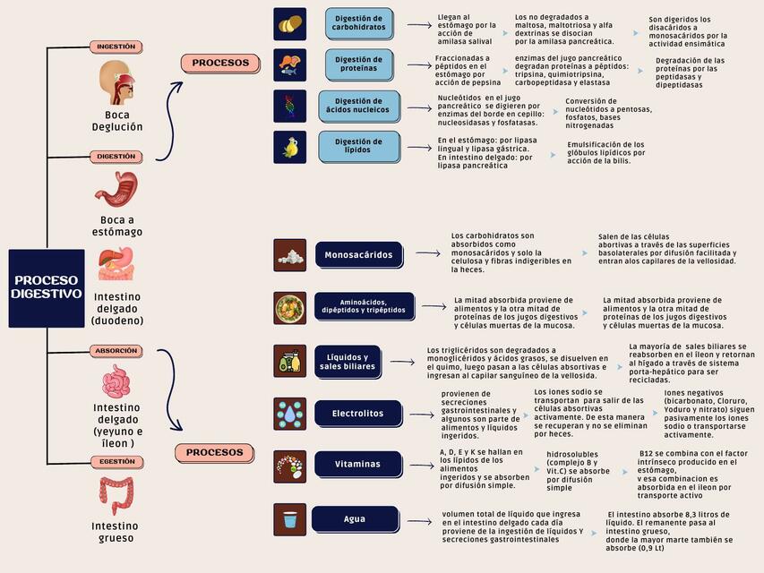 Proceso digestivo | Issabella Capataz | uDocz