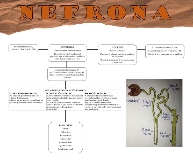 NEFRONA MAPA CONCEPTUAL | a z | uDocz