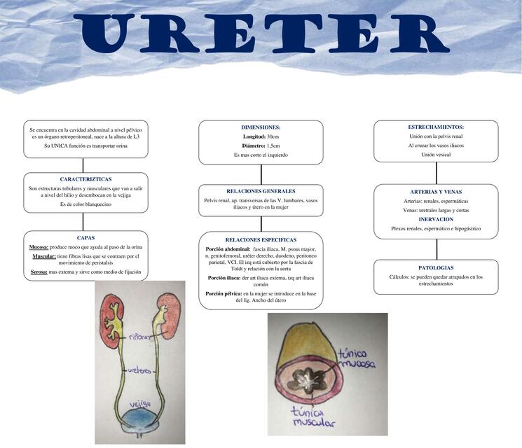 Ureter | a z | uDocz