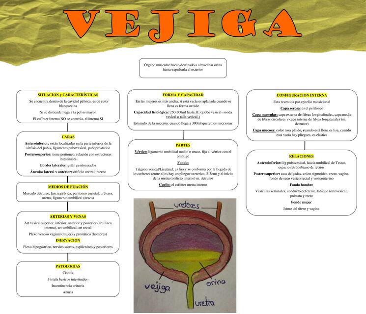 Vejiga | a z | uDocz