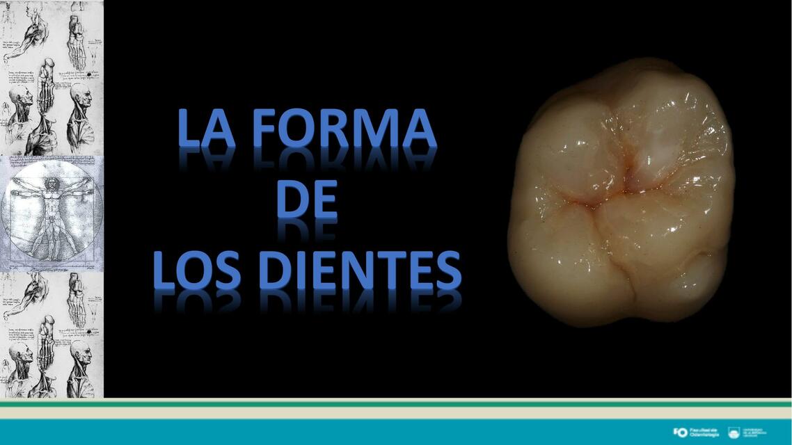 Resúmenes de Forma de los dientes | Descarga apuntes de Forma de los ...