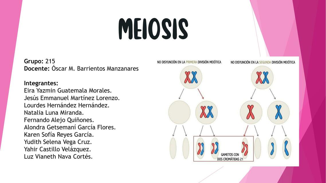 Meiosis | Fernando quinones | uDocz