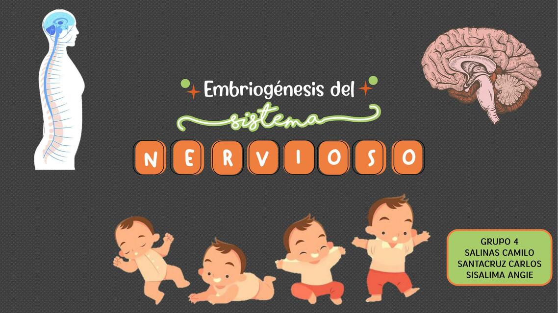 Sistema Nervioso Central- Embriología | uDocz