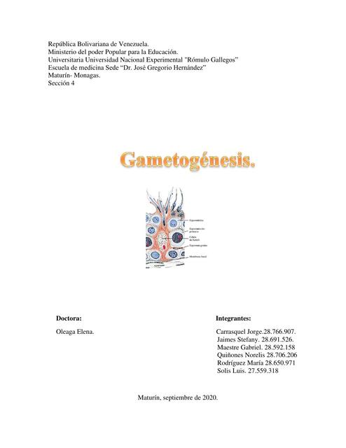 Gametogénesis | Norelis | uDocz