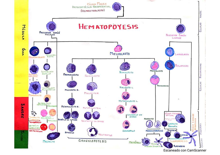 Hematopoyesis | RIVSP | uDocz