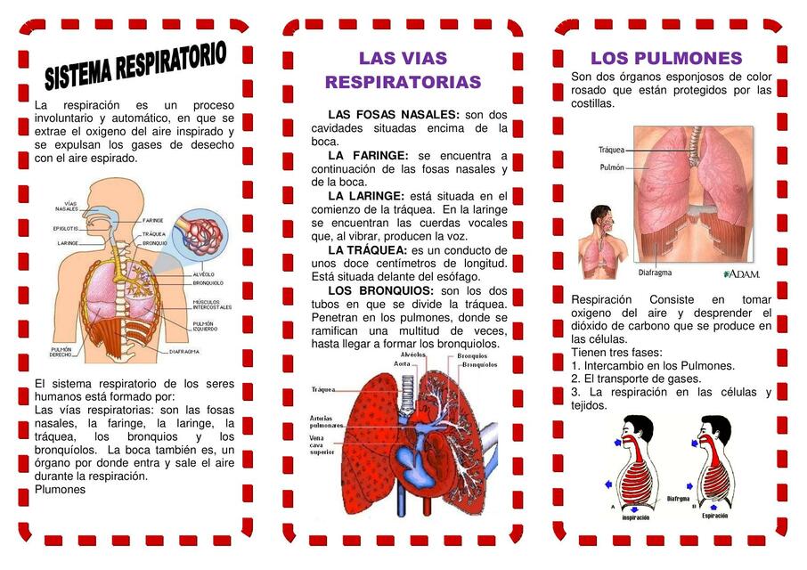 Sistema Respiratorio | Guren Ramos | uDocz