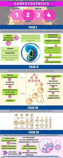 Infografía Gametogénesis | Dr. Mac | uDocz