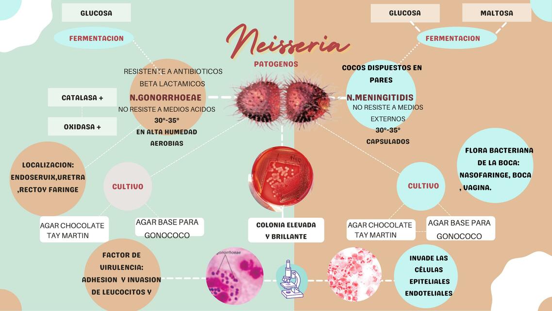 Neisseria | Sharon Rouse Ore | uDocz