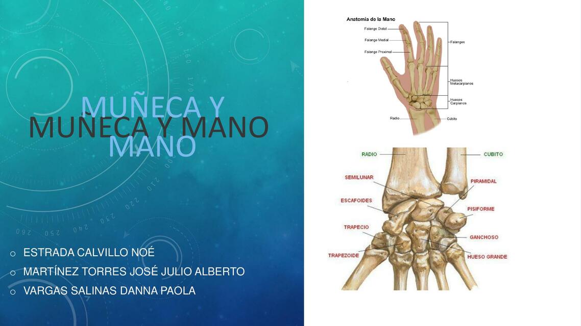 Muñeca y Mano | Danna Paola Vargas Salinas | uDocz