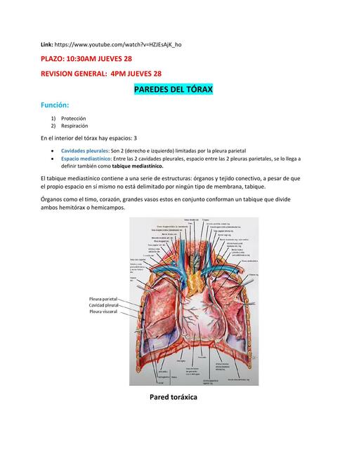 Paredes del Tórax | zarai zamata | uDocz