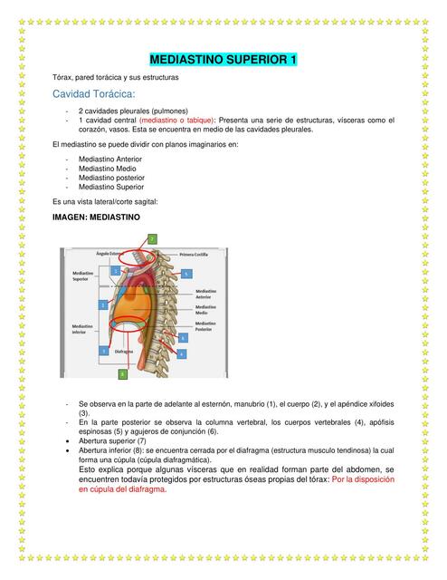 Mediastino Superior | zarai zamata | uDocz